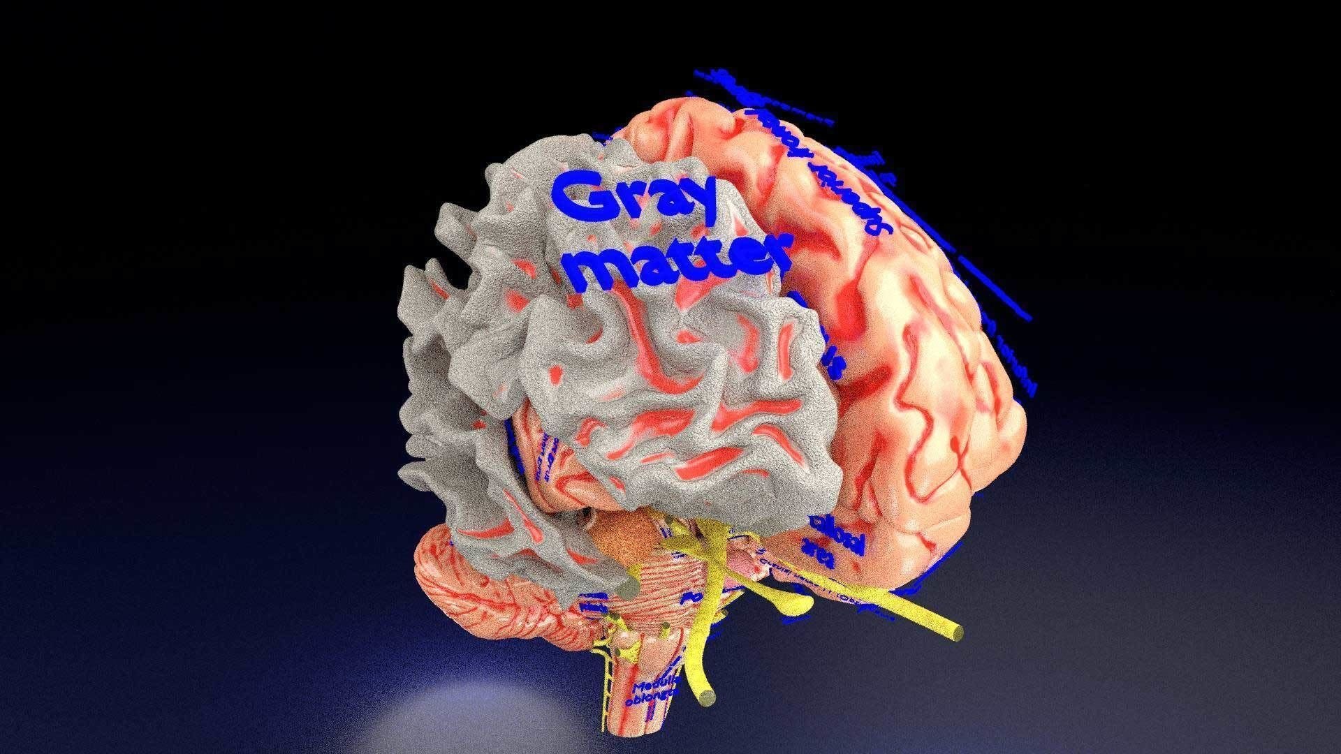 Central nervous system cortex limbic basal ganglia stem cerebel 3D ...