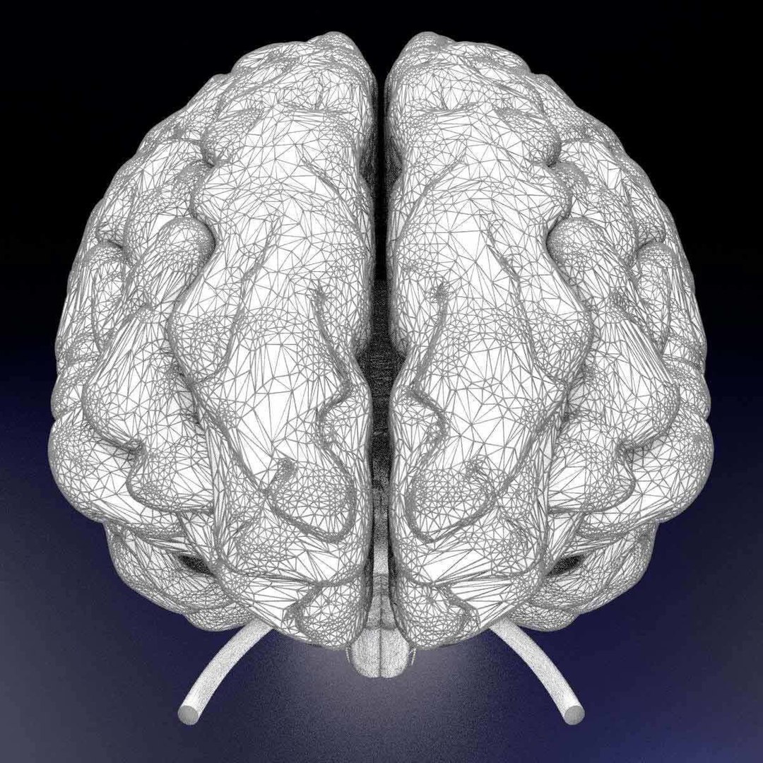 Central nervous system cortex limbic basal ganglia stem cerebel 3D ...