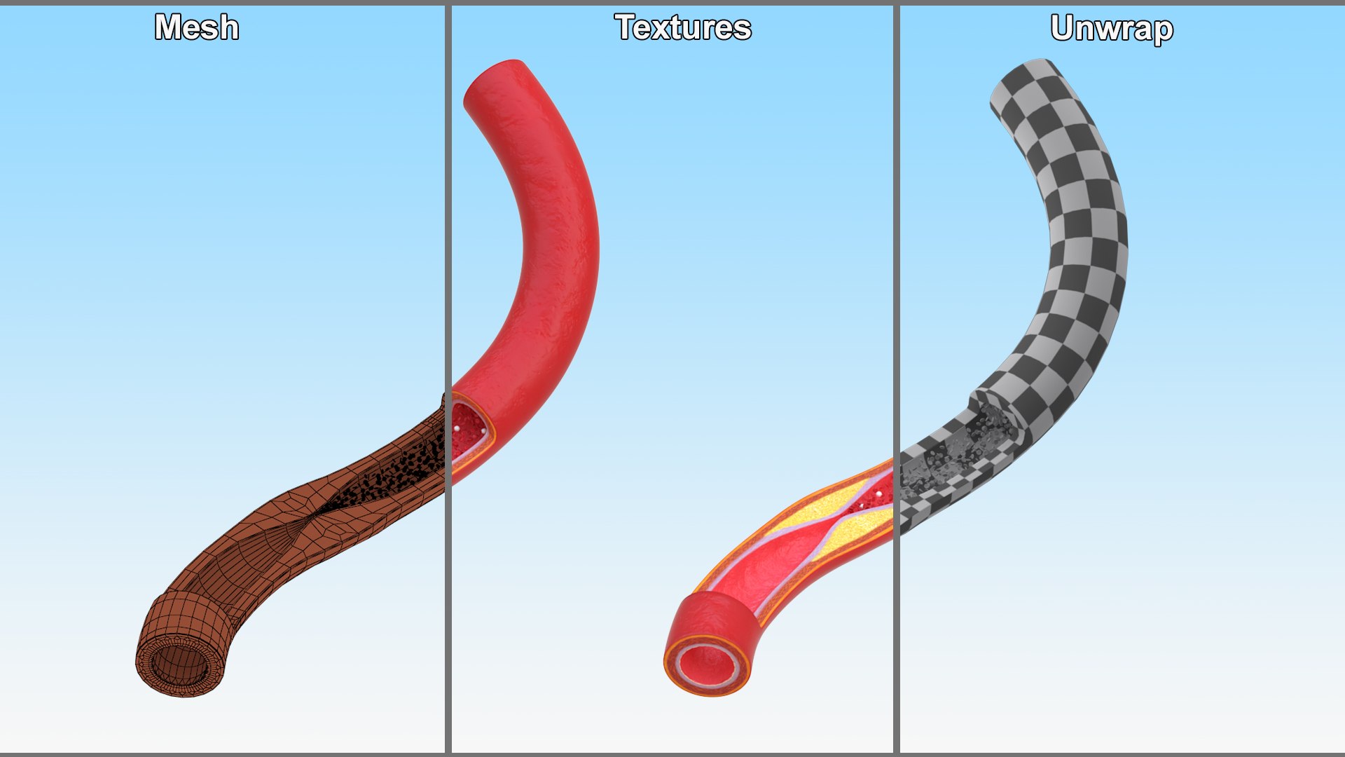 Arteries In Cross Section Collection Model - TurboSquid 2346608