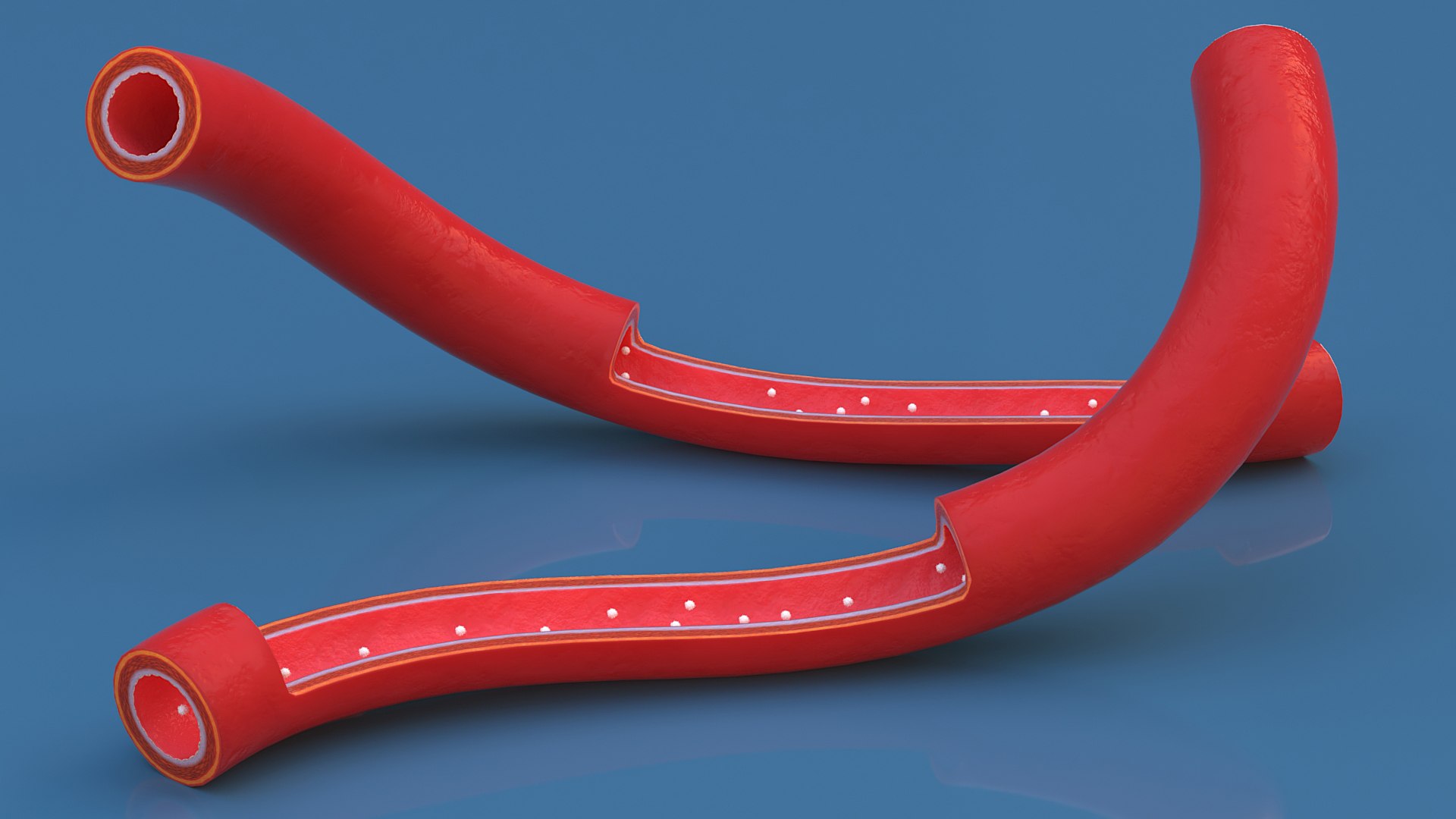 Arteries In Cross Section Collection Model - TurboSquid 2346608