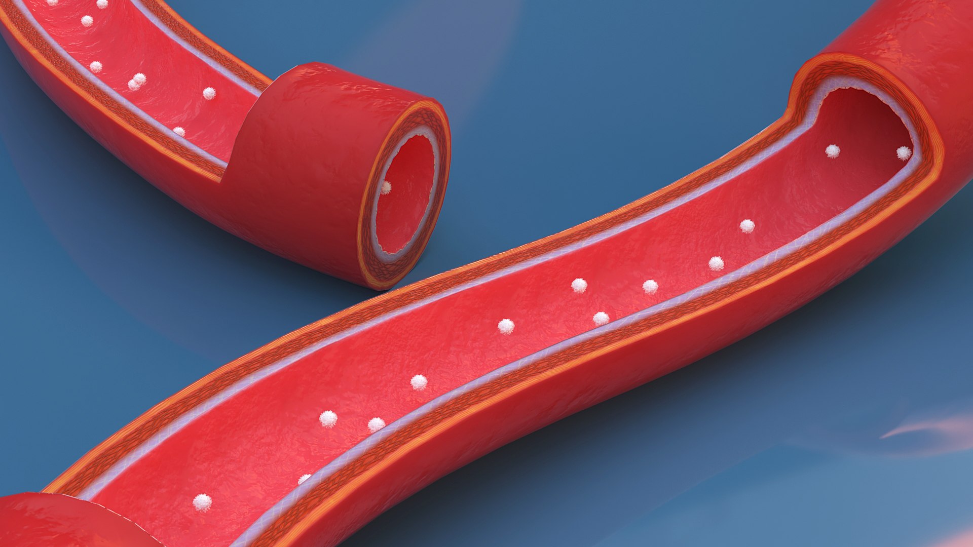 Arteries In Cross Section Collection Model - TurboSquid 2346608