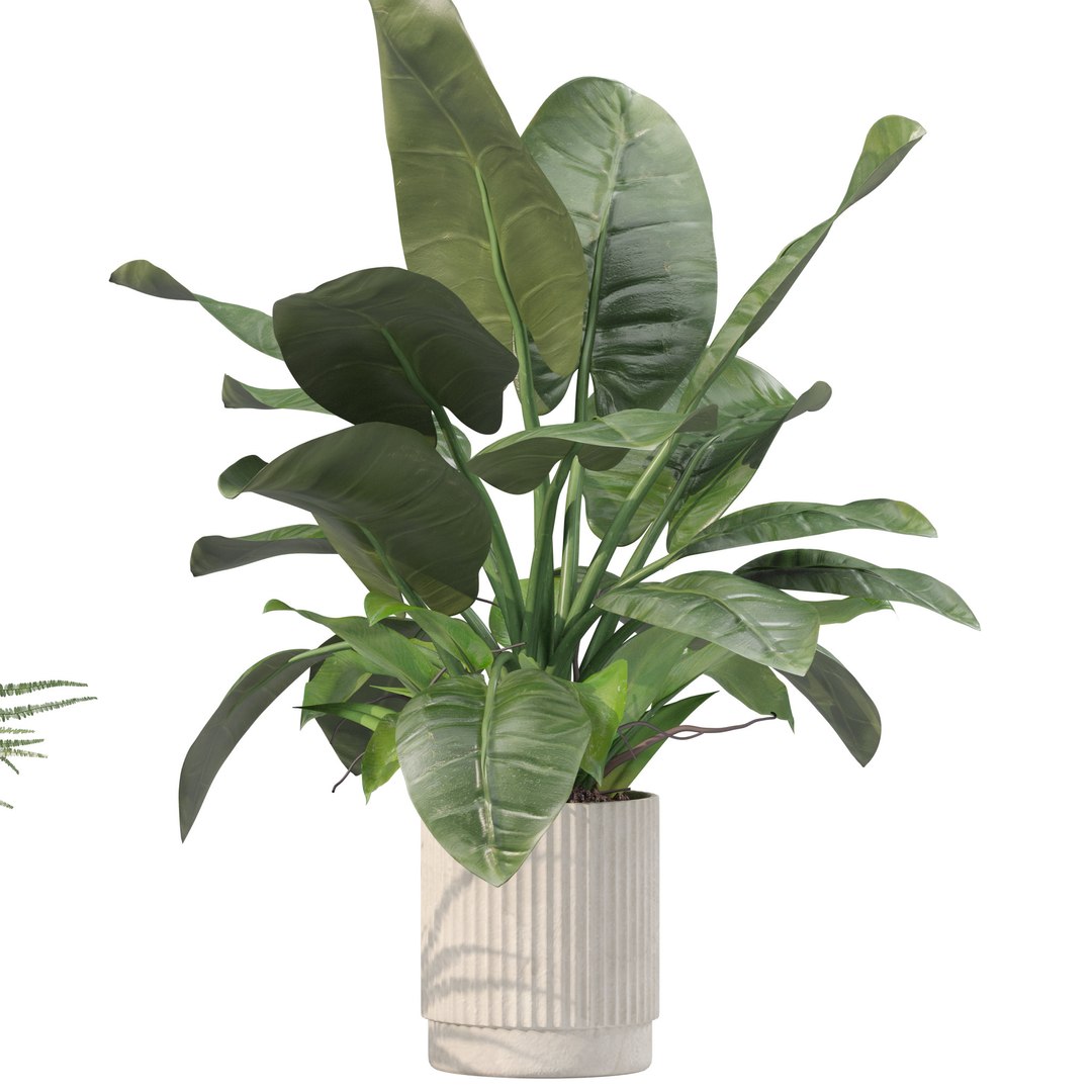 3D Plants Collection 207 - Fern Strelitzia Maranta Philodendron Model ...