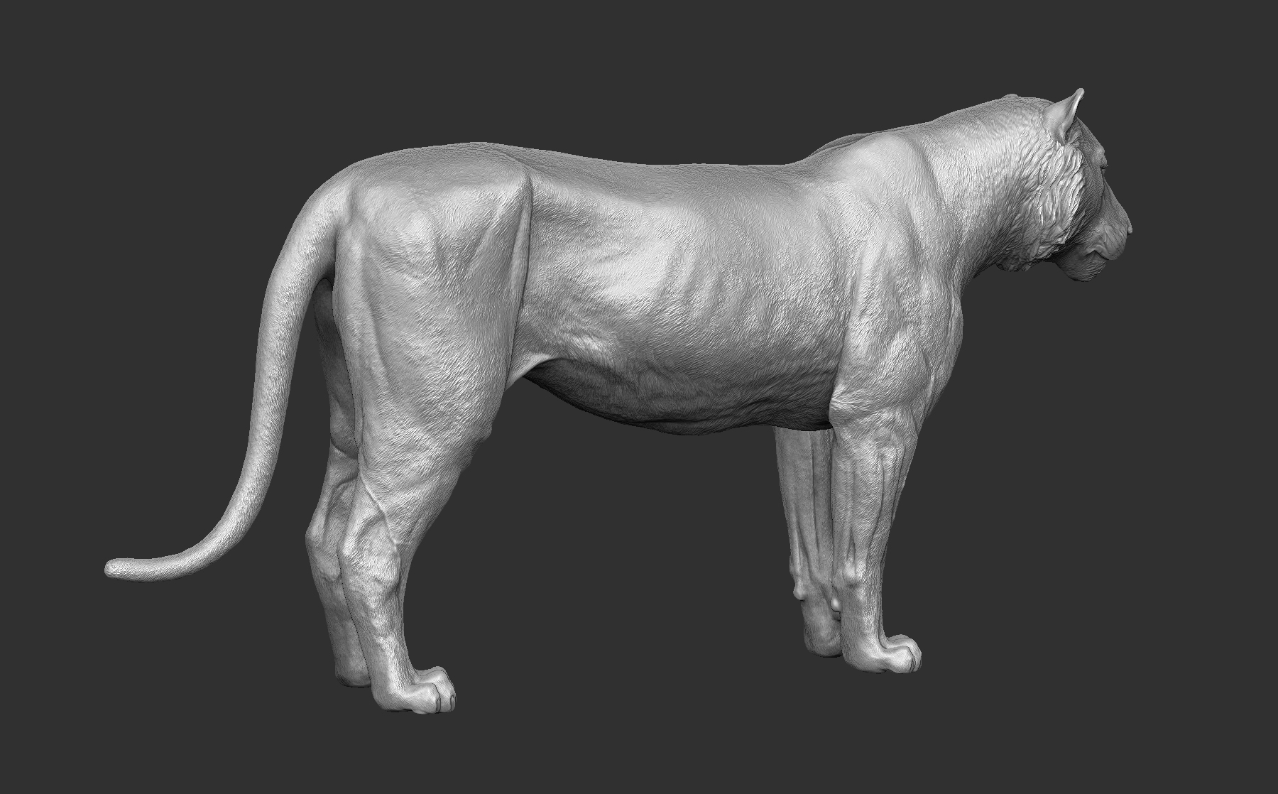 modelo 3d Tigre - TurboSquid 1229000