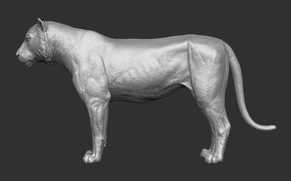 호랑이 3D 모델 - TurboSquid 1229000