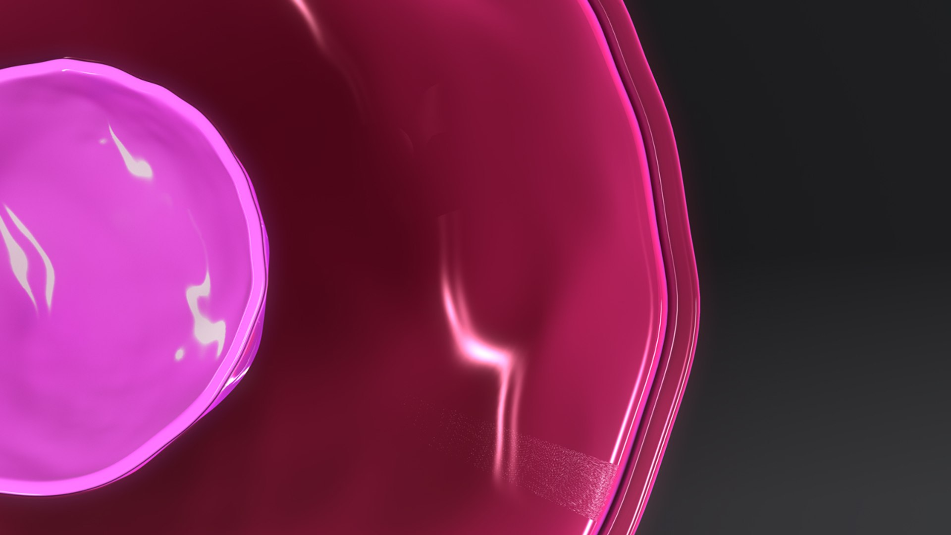 Anatomy T Cell 3d Model