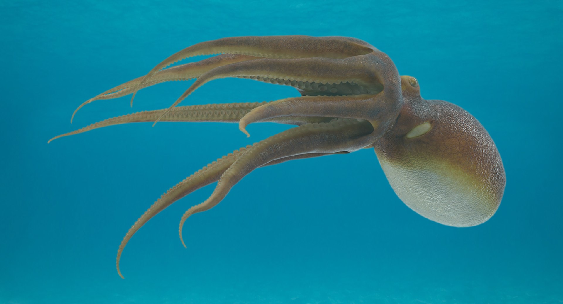 3d Common Octopus Rigged