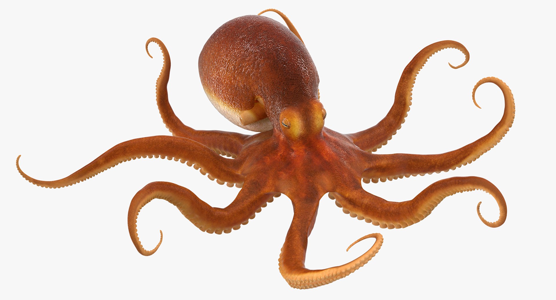 3d Common Octopus Rigged