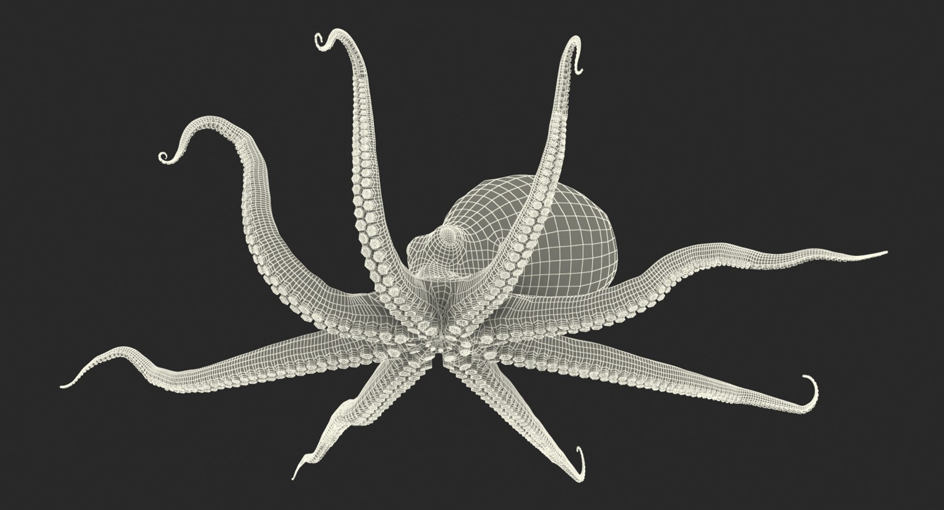 3d common octopus rigged