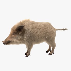 Free Boar 3D Models For Download | Premium Quality Available