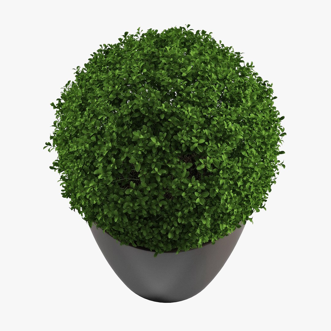 3D Boxwood - TurboSquid 1257243