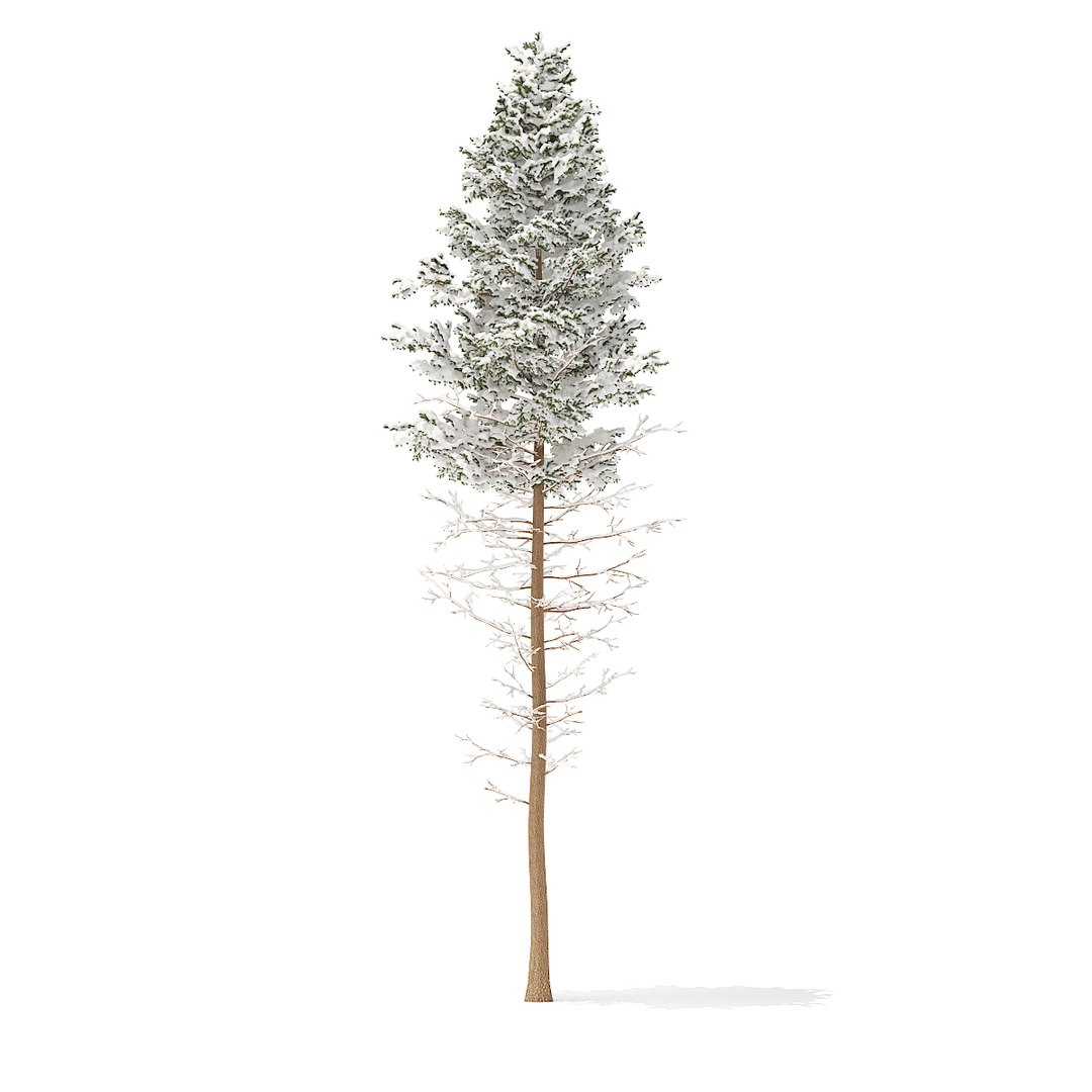 3D Pine Tree Snow 28 Model - TurboSquid 1273826