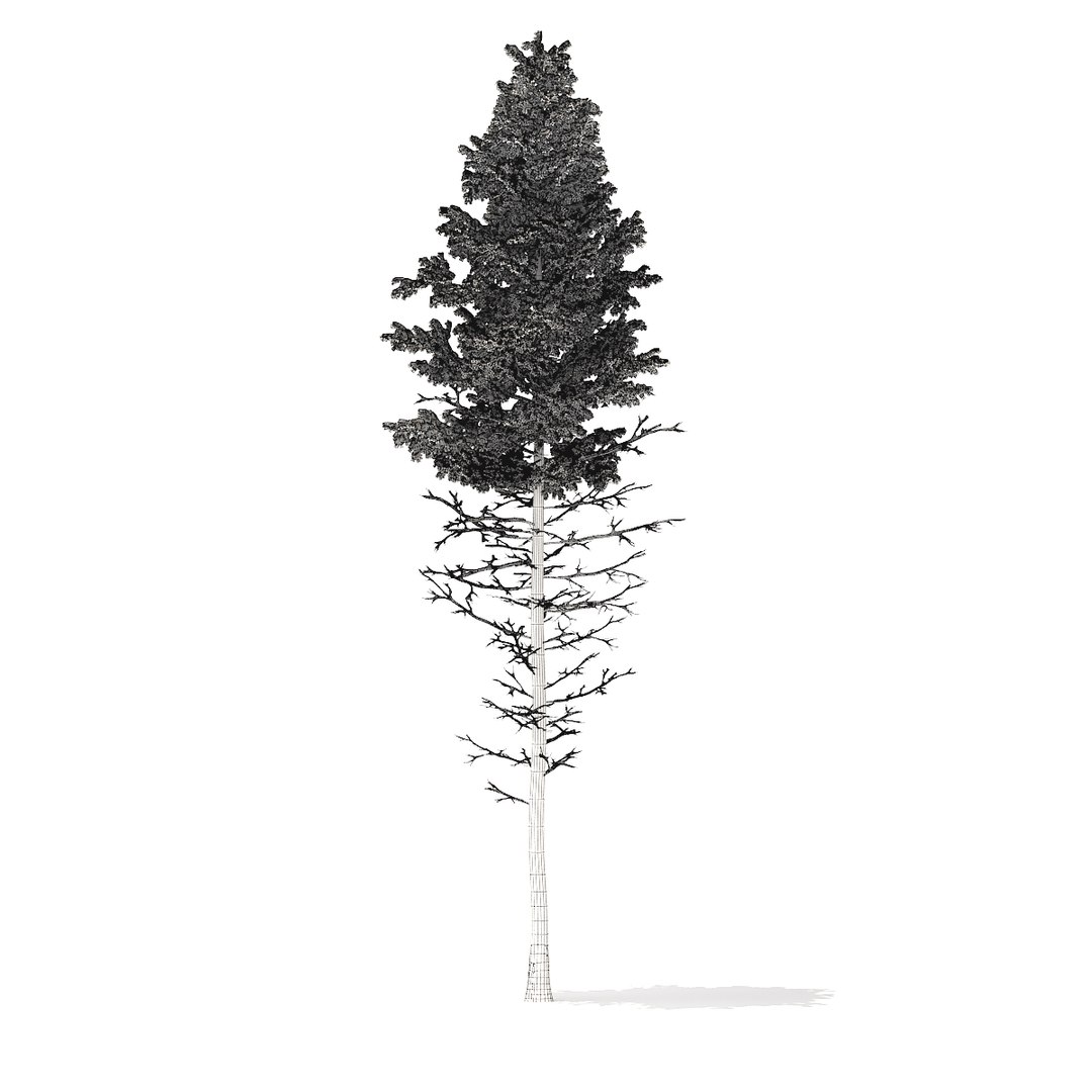 3D Pine Tree Snow 28 Model - TurboSquid 1273826