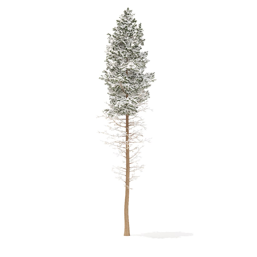3D Pine Tree Snow 28 Model - TurboSquid 1273826