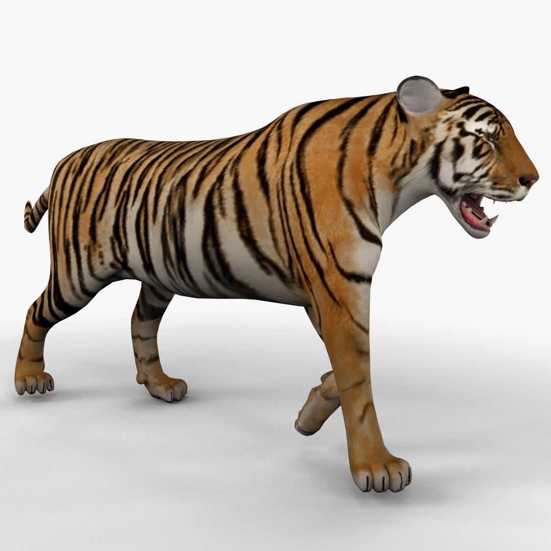 3d Tiger 2 Rigged Animal Model