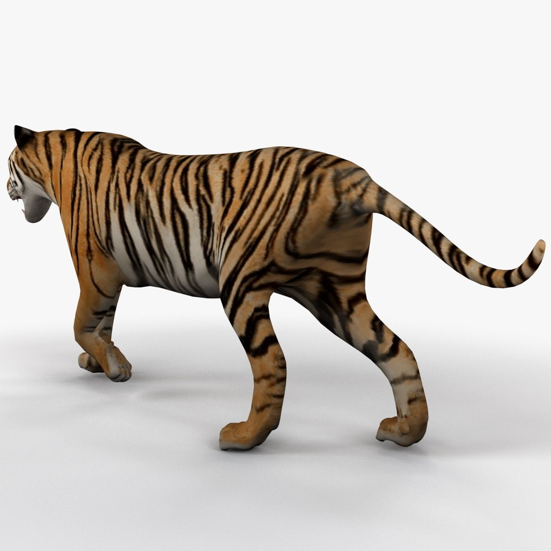 3d Tiger 2 Rigged Animal Model