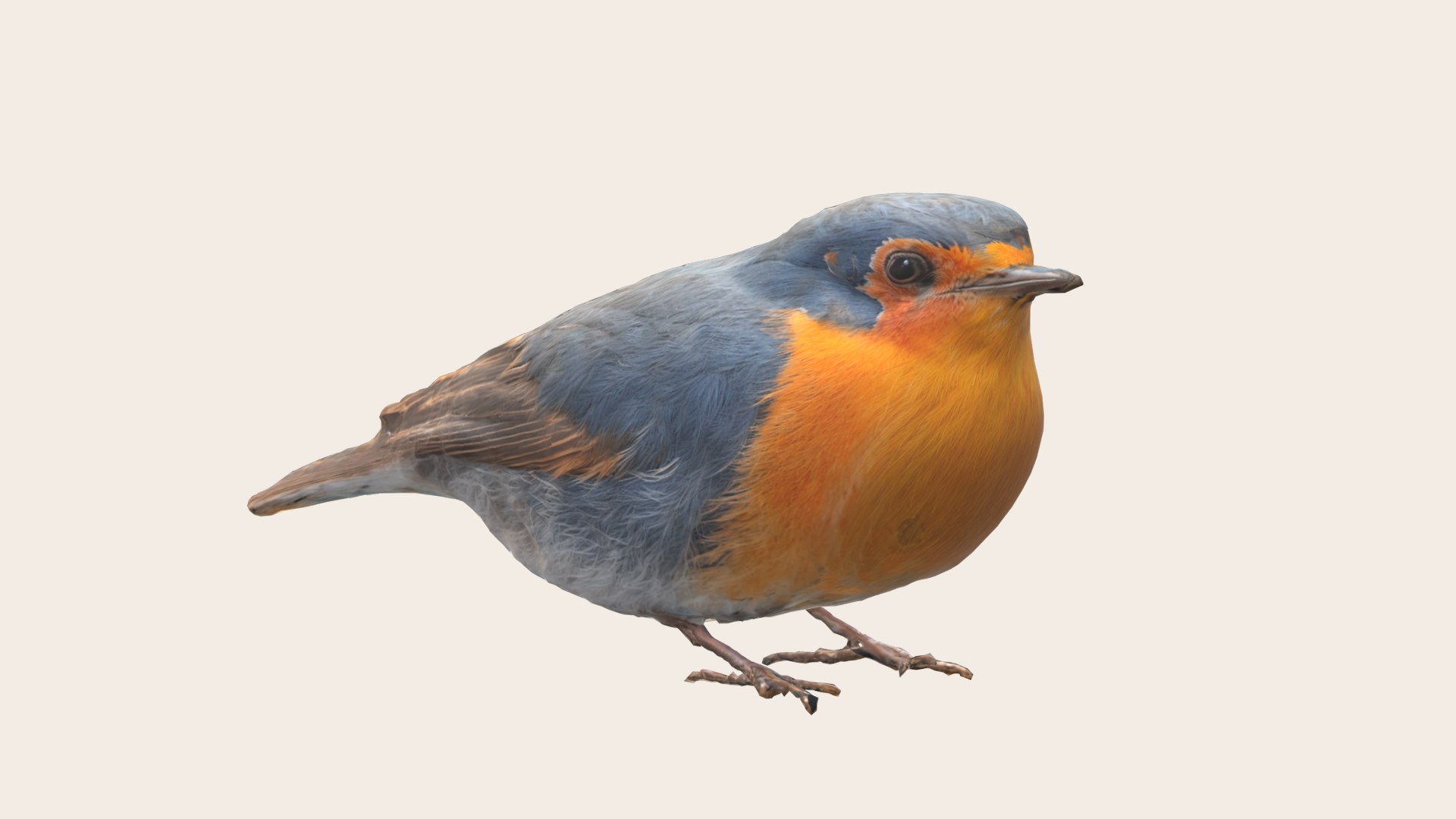European Robin Bird Model - TurboSquid 2268422