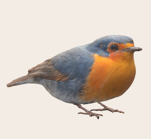 Robin 3D Models for Download | TurboSquid