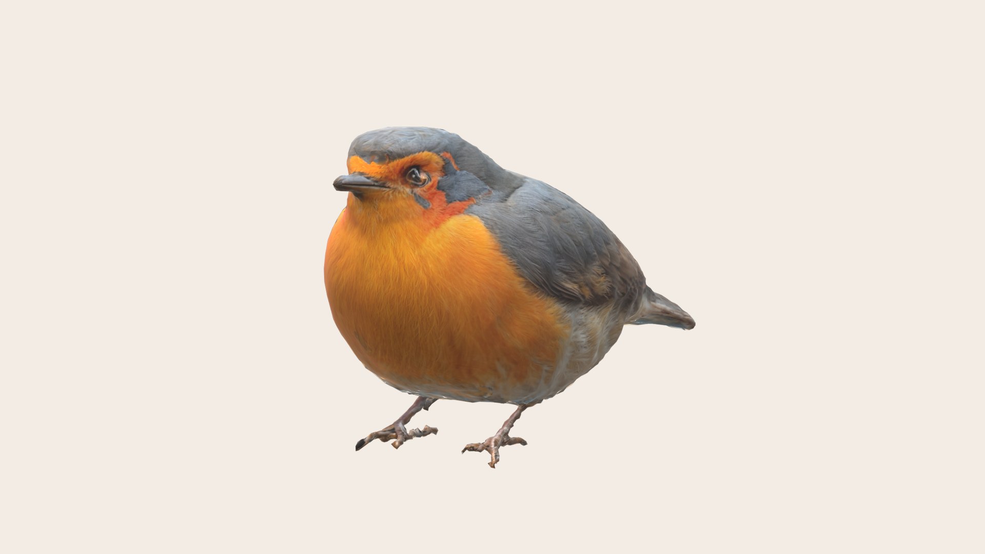 European Robin Bird Model - TurboSquid 2268422