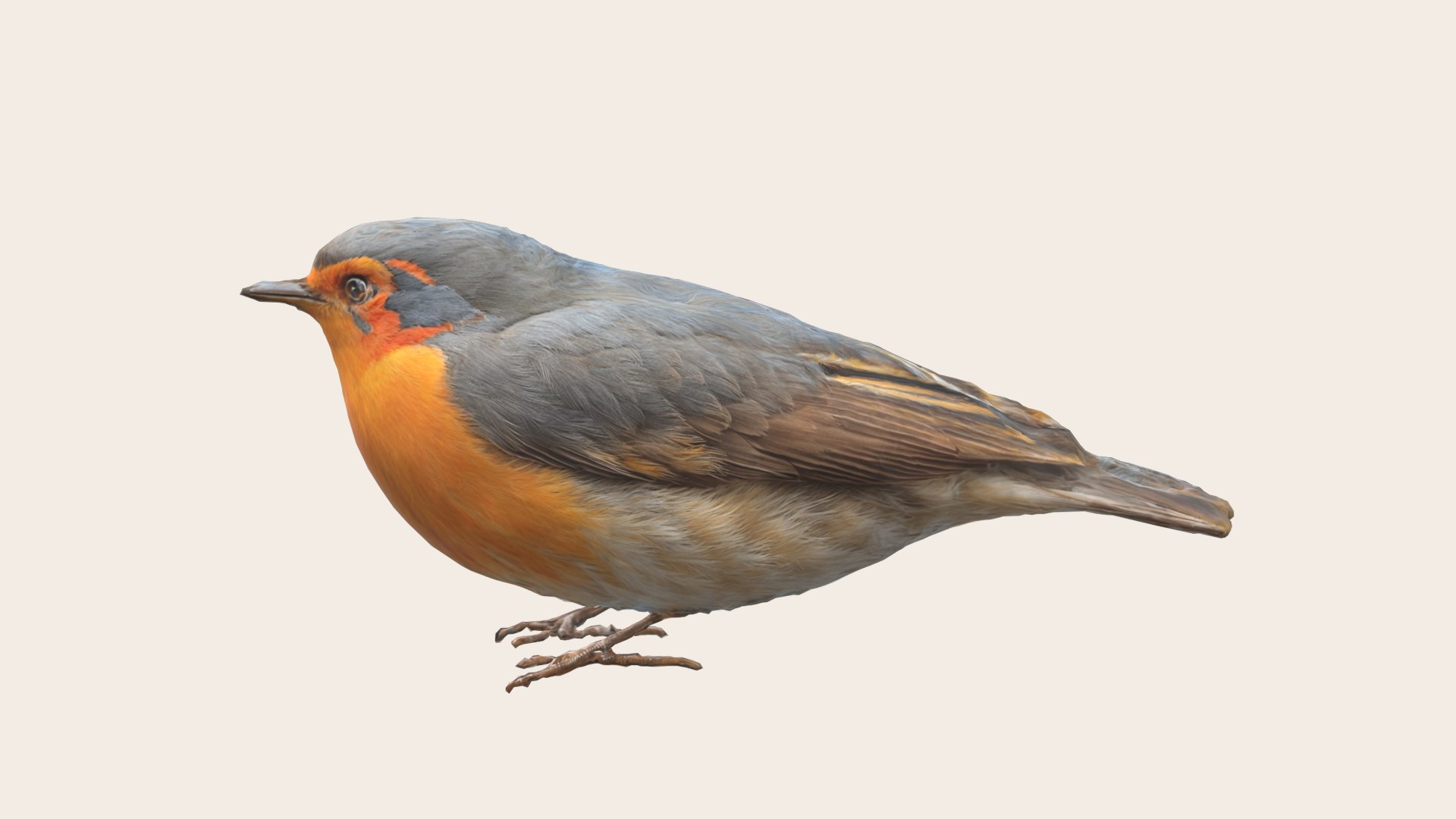 European Robin Bird Model - TurboSquid 2268422