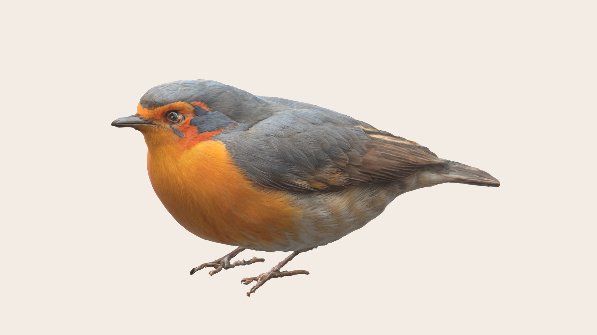 European Robin Bird Model - TurboSquid 2268422