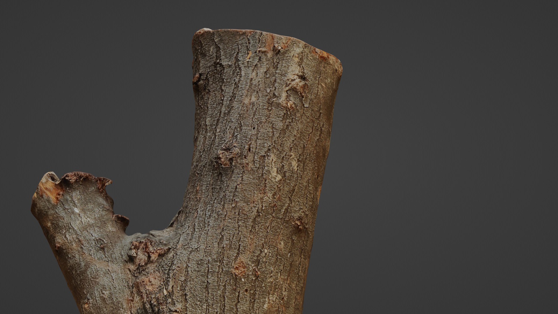 3D Scan Trunk Model - TurboSquid 2330381