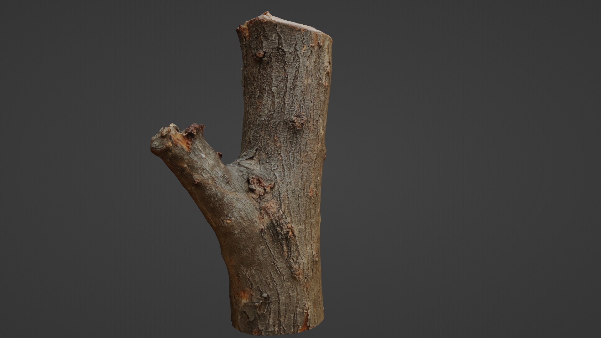 3D Scan Trunk Model - TurboSquid 2330381