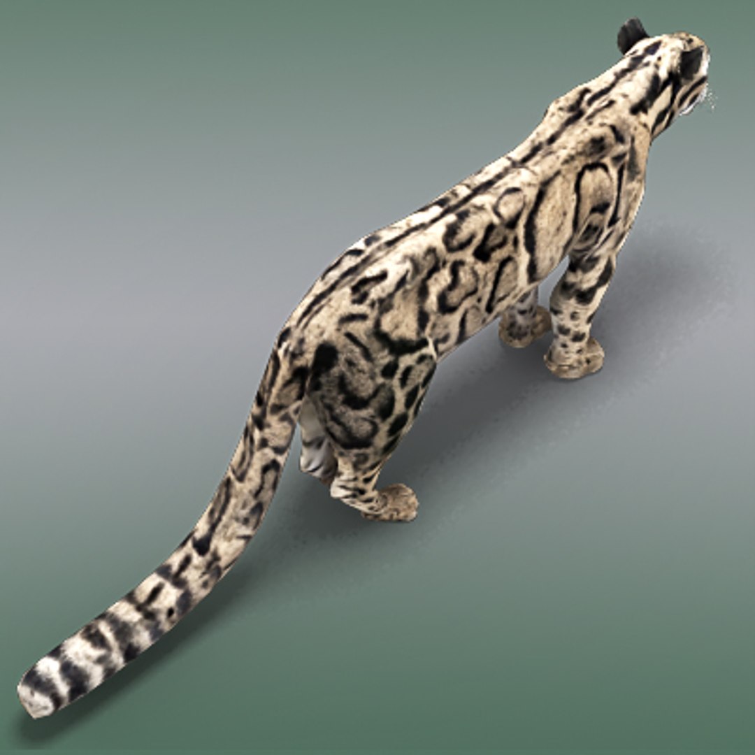 3ds Clouded Leopard Cats