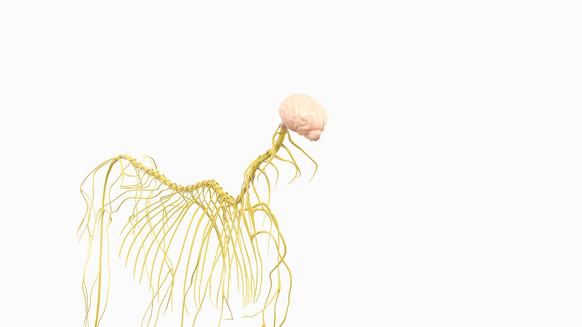 Body Skeleton Nerves Static 3D Model - TurboSquid 1696724