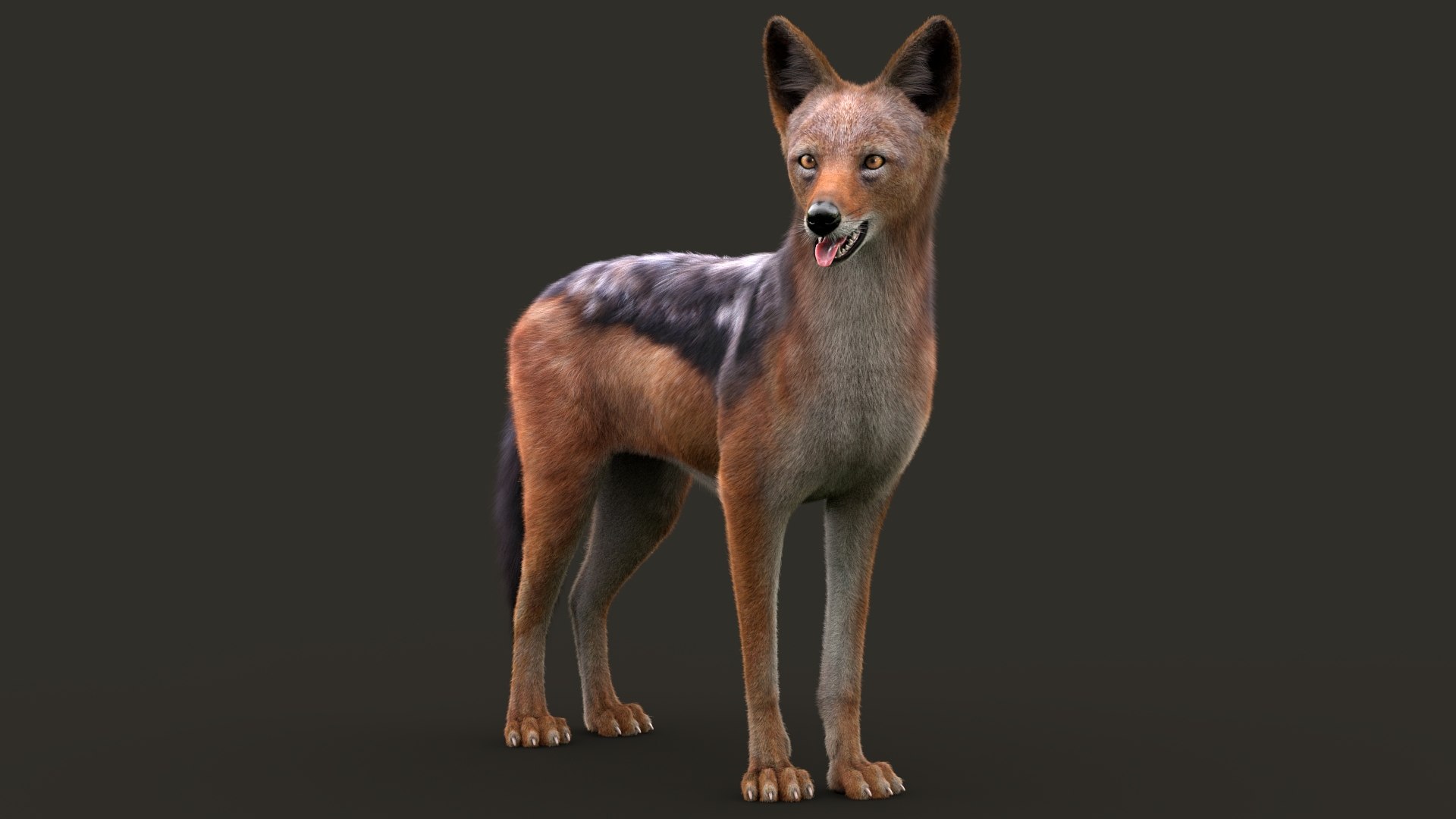 3D Black Backed Jackal Xgen - TurboSquid 2154558
