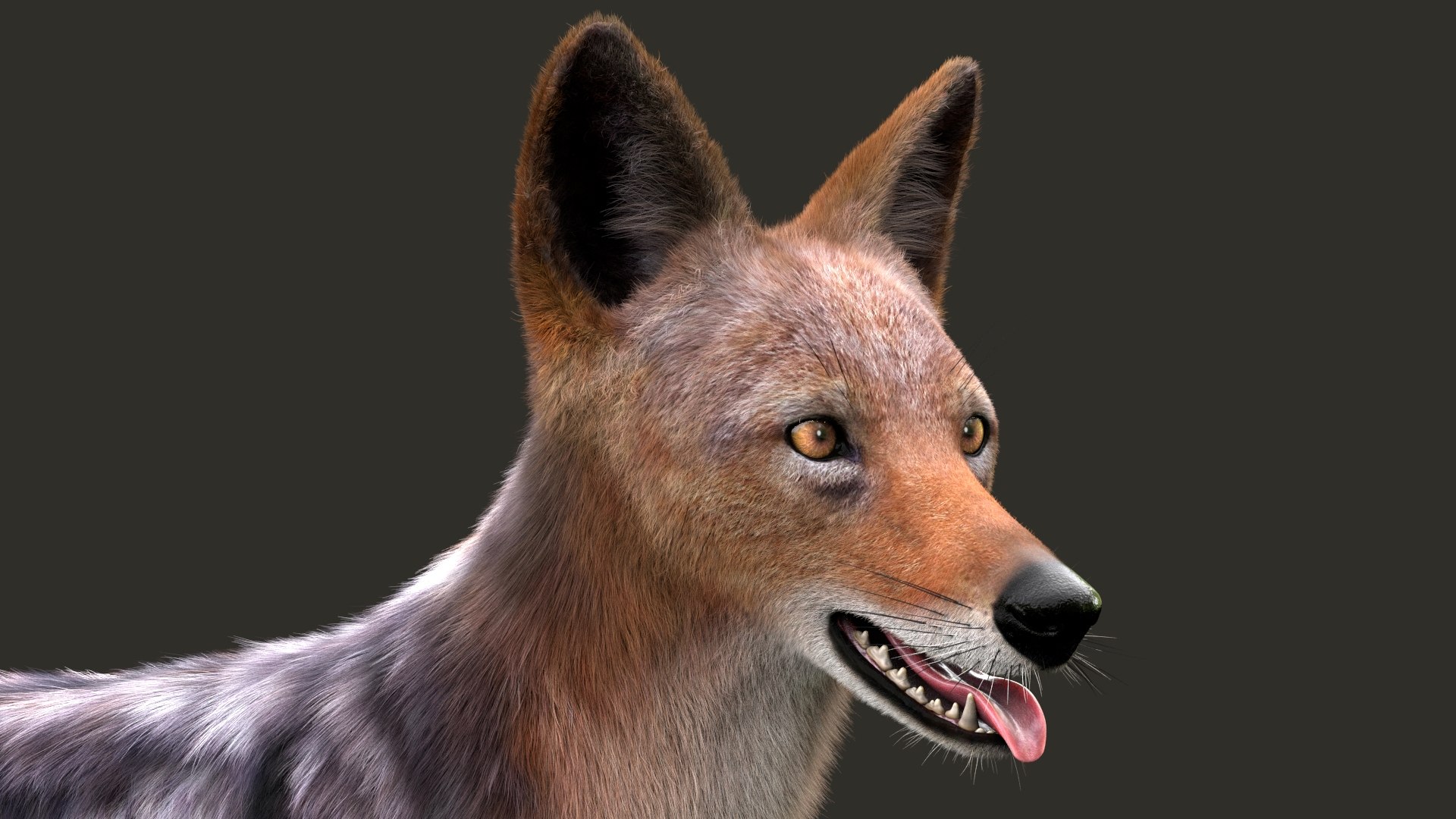 3D Black Backed Jackal Xgen - TurboSquid 2154558