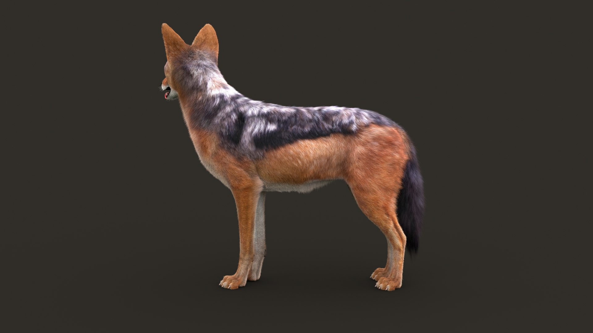 3D Black Backed Jackal Xgen - TurboSquid 2154558
