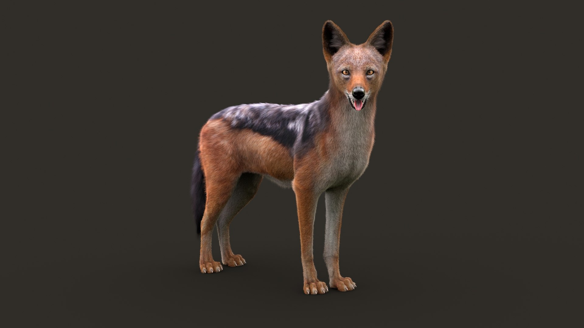 3D Black Backed Jackal Xgen - TurboSquid 2154558