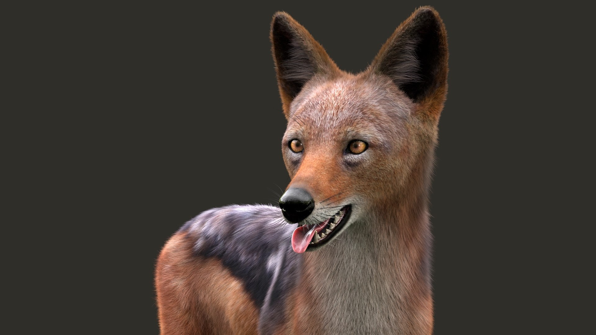 3D Black Backed Jackal Xgen - TurboSquid 2154558