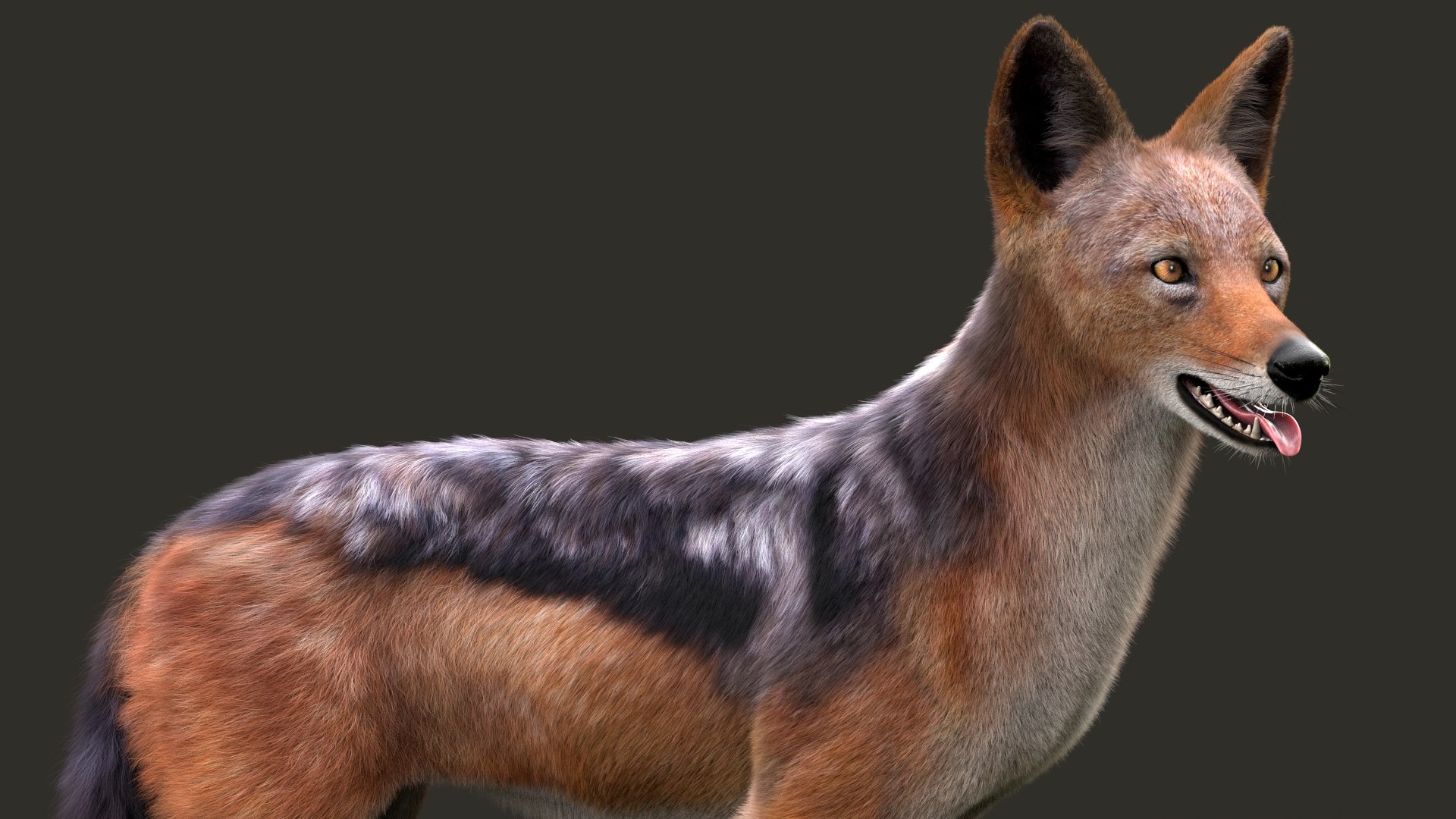 3D Black Backed Jackal Xgen - TurboSquid 2154558
