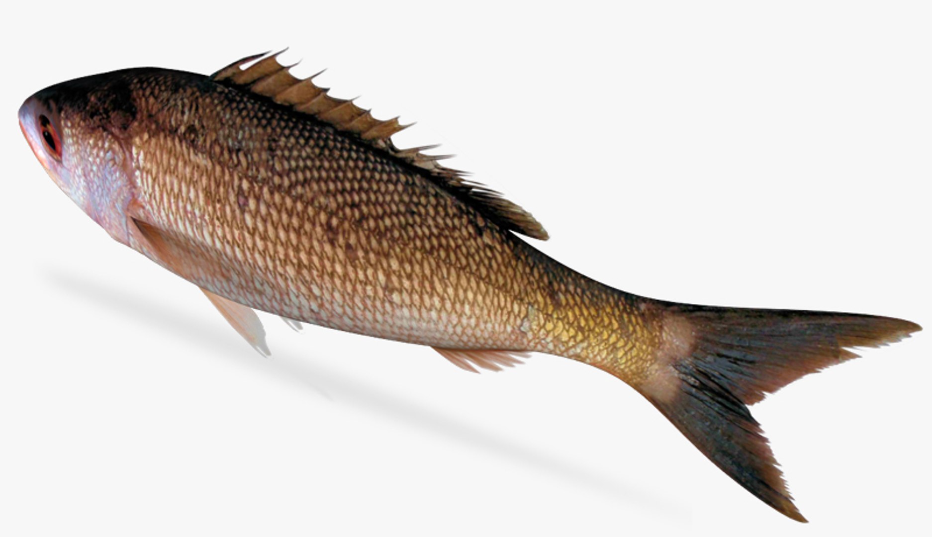 3dsmax golden snapper