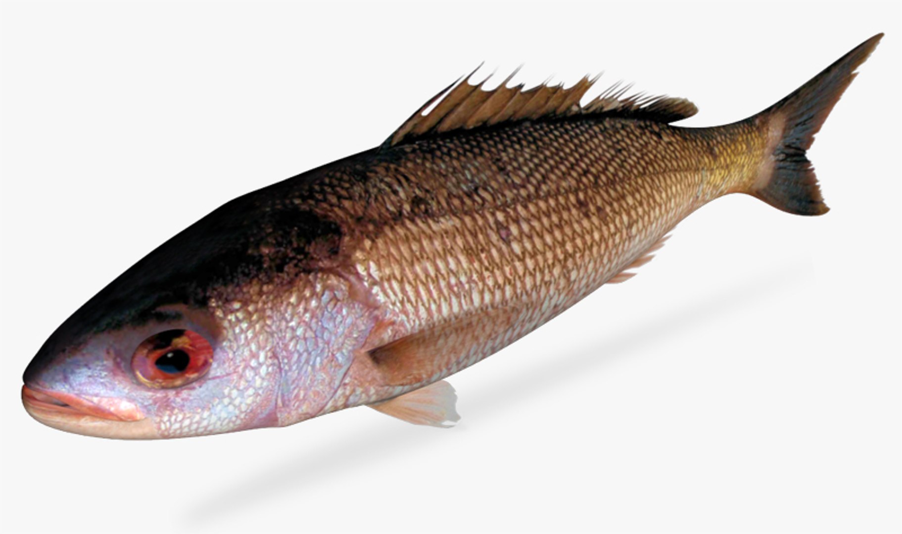 3dsmax golden snapper