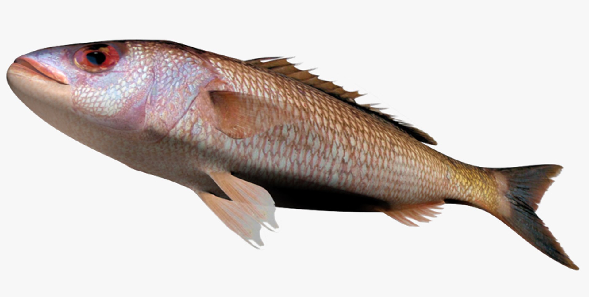 3dsmax golden snapper