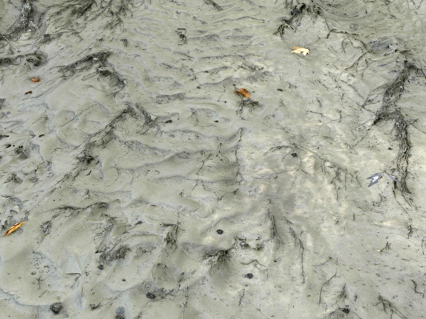 Mud Swamp 3D - TurboSquid 1328777