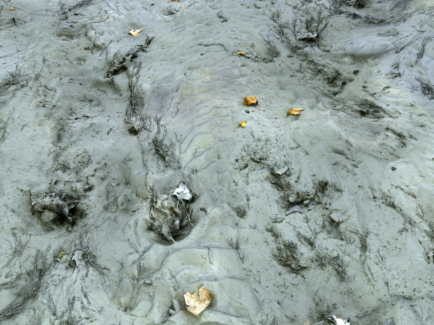 Mud Swamp 3D - TurboSquid 1328777