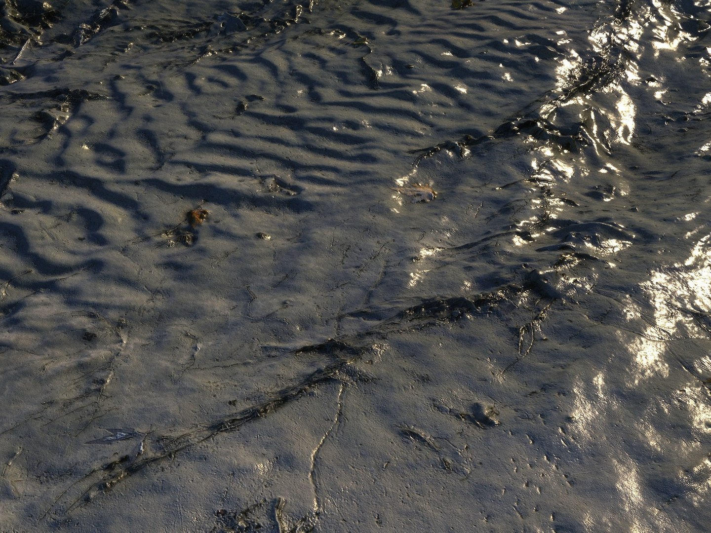 Mud Swamp 3D - TurboSquid 1328777