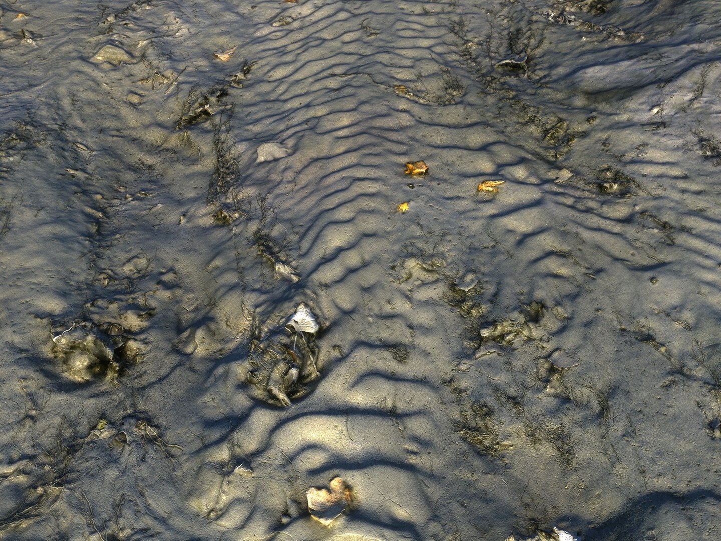 Mud Swamp 3D - TurboSquid 1328777