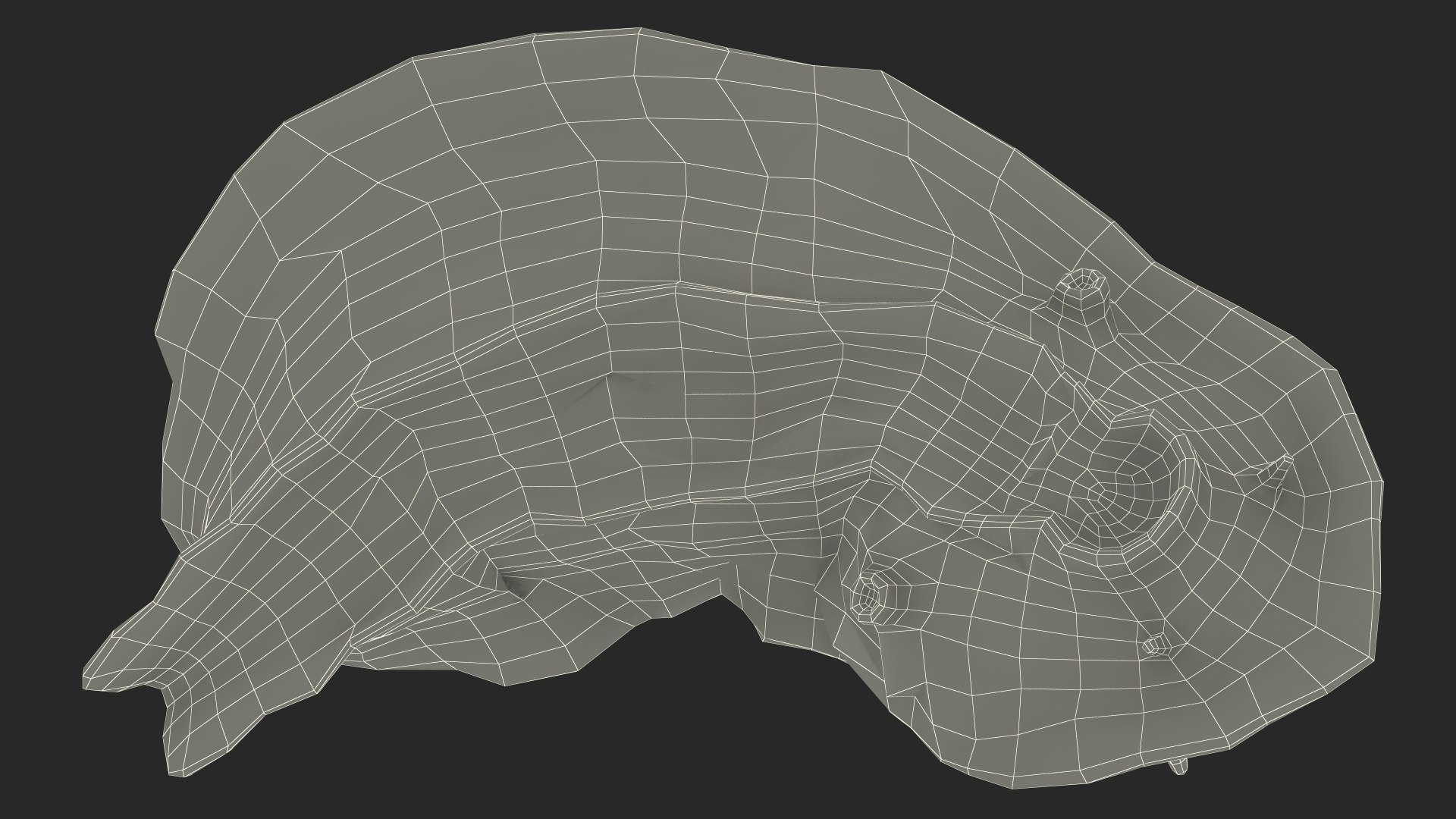 Kubaryana Sea Slug 3D Model - TurboSquid 2185748