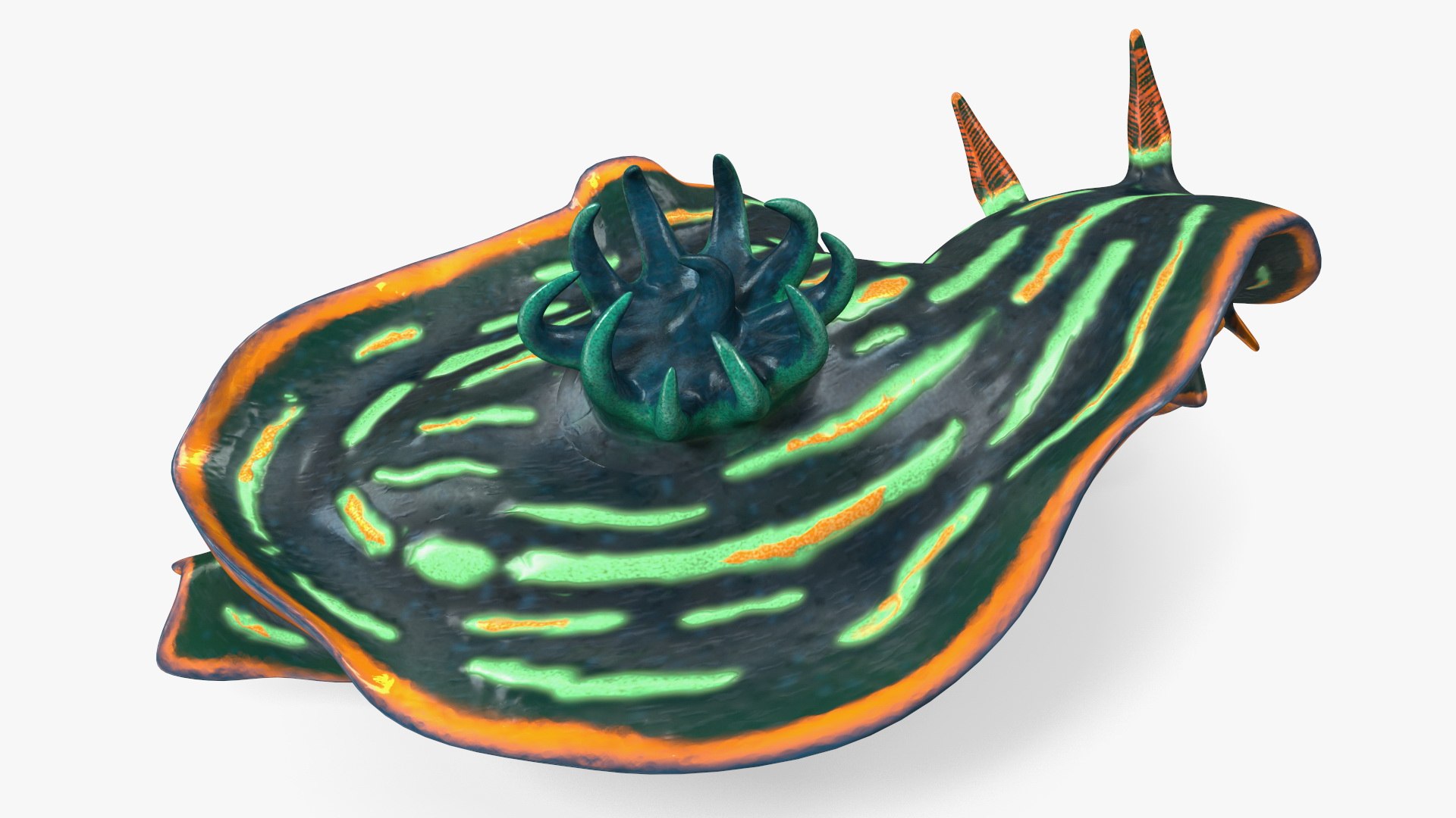 Kubaryana Sea Slug 3D Model - TurboSquid 2185748