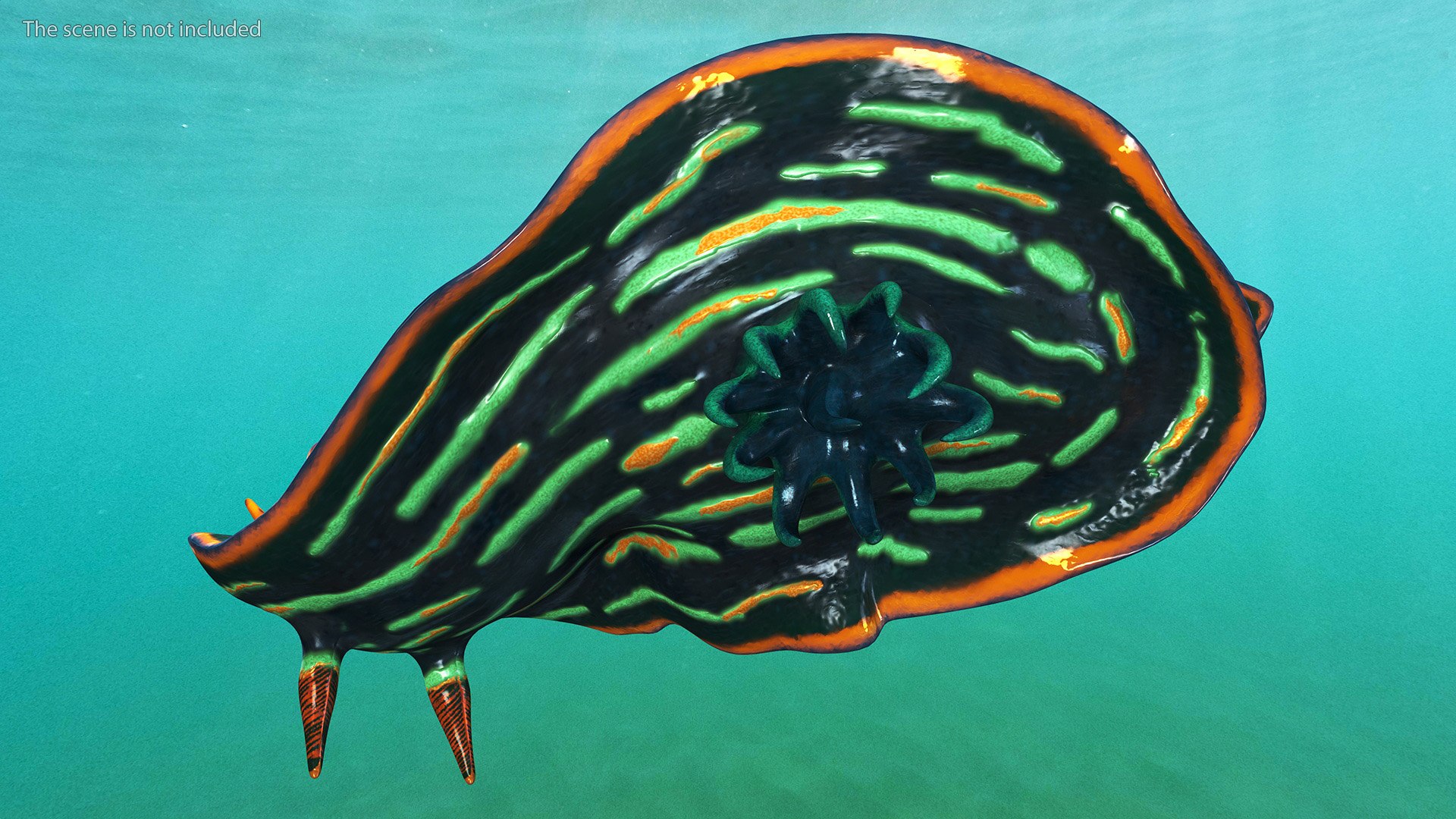 Kubaryana Sea Slug 3D Model - TurboSquid 2185748