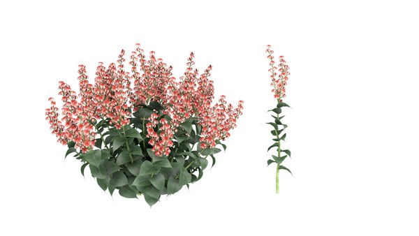 modelo 3d Modelo de flor de salvia 3d - TurboSquid 1897754