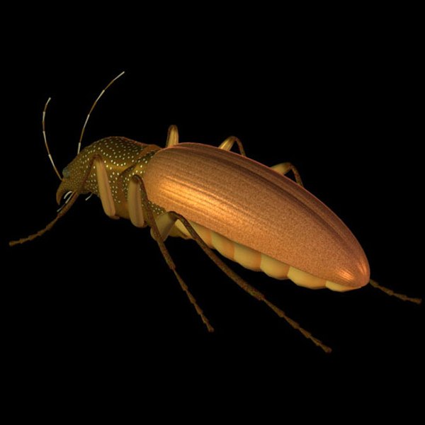 beetle pzbeetle 3d model