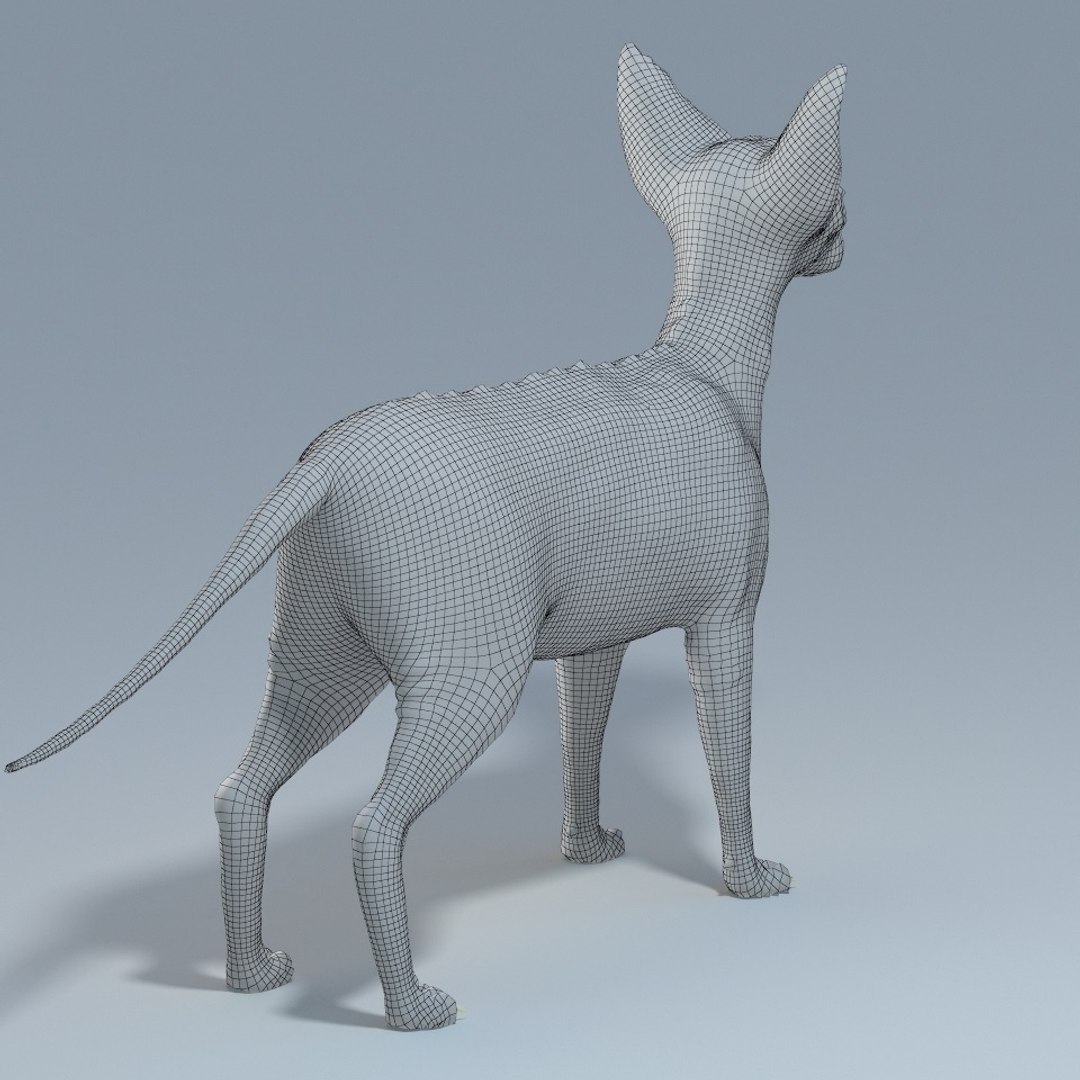 Sphynx Cat Max