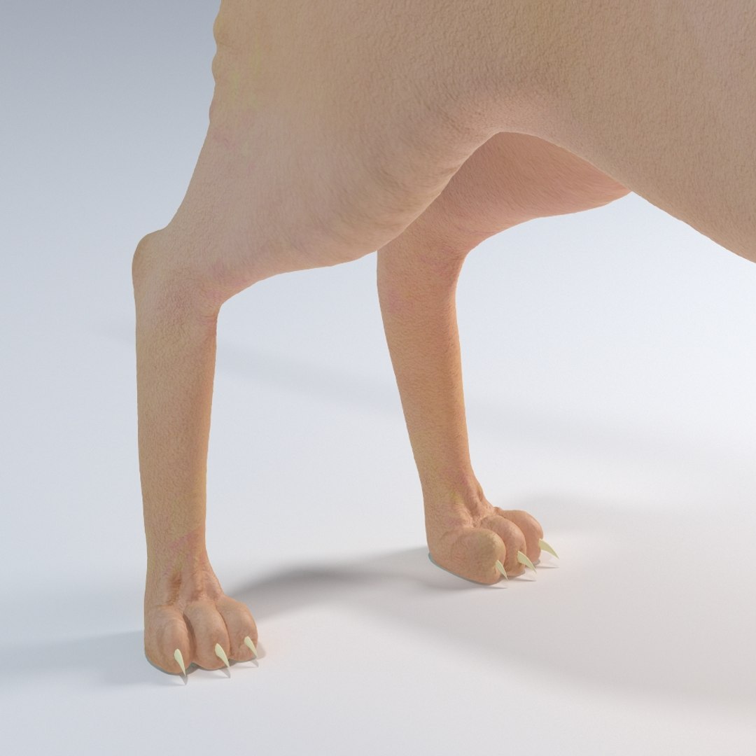 Sphynx Cat Max