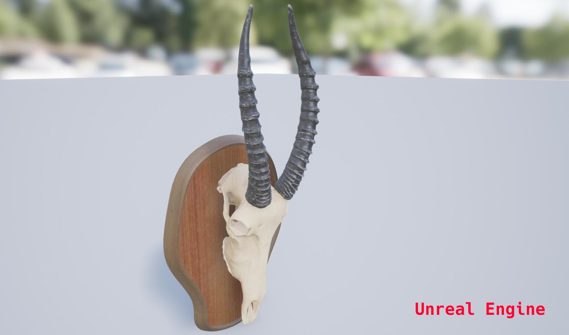 Antelope Skull 3D Model - TurboSquid 1453331