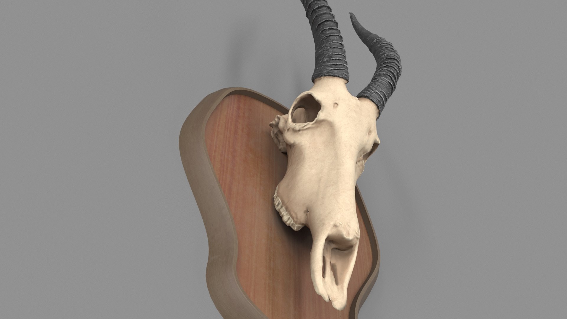 Antelope Skull 3D Model - TurboSquid 1453331